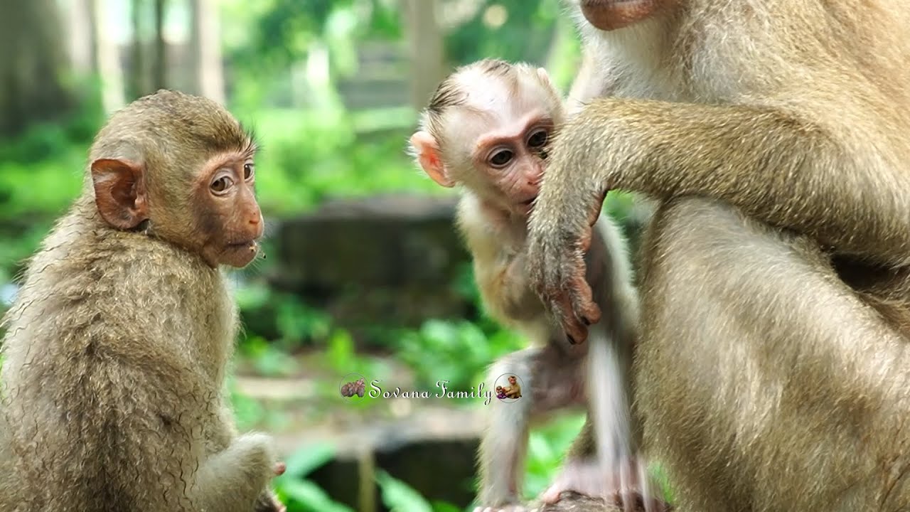 Baby Rainbow try Follow monkey Libby after rian when mummy Far away - YouTube