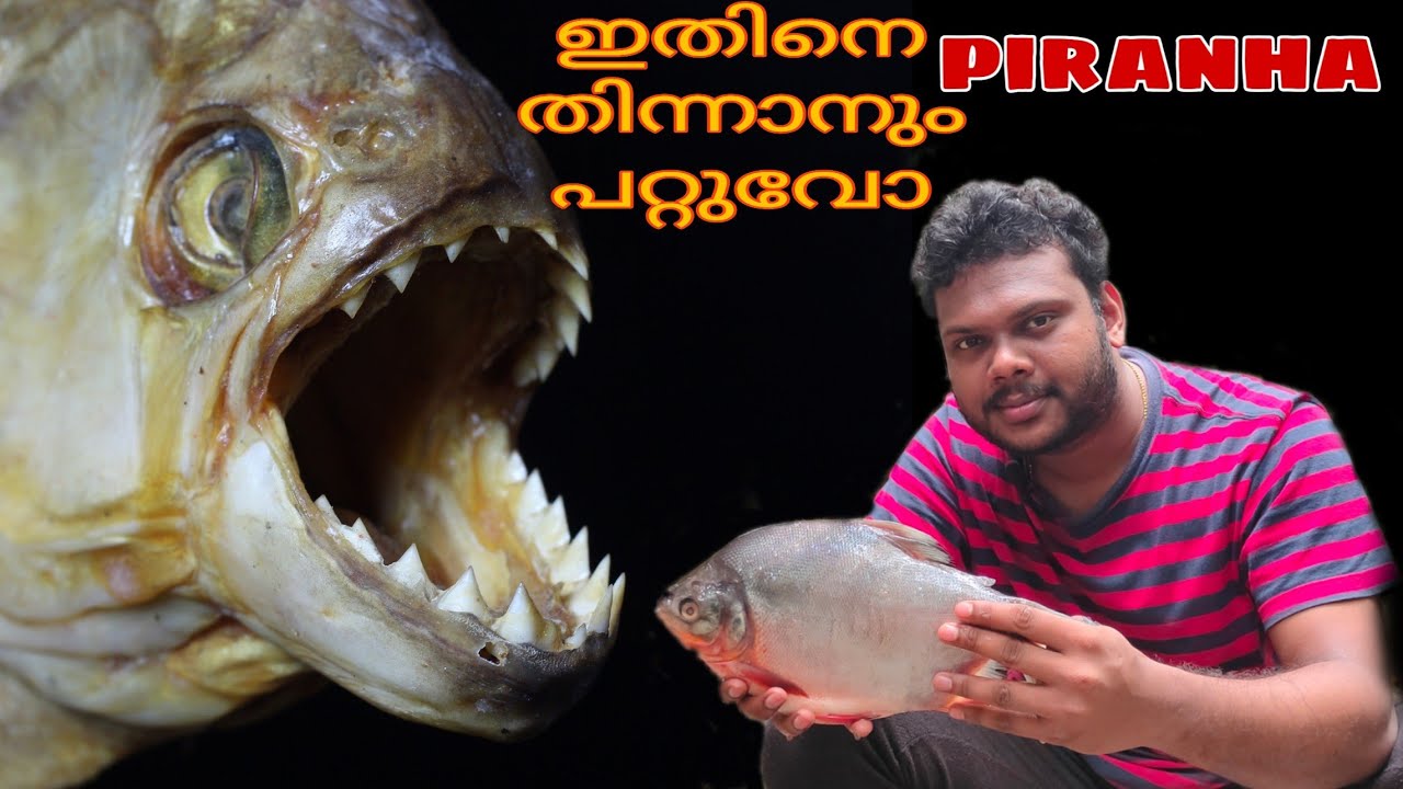 PIRANHA THE DANGEROUS FISH COOKING AT HOME|FULL WHOLE RED PIRANHA ...
