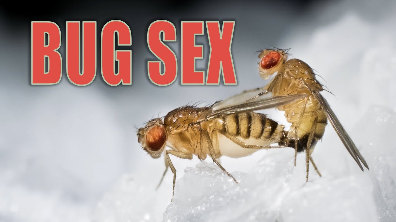 Bug Sex Official Trailer Youtube 2204