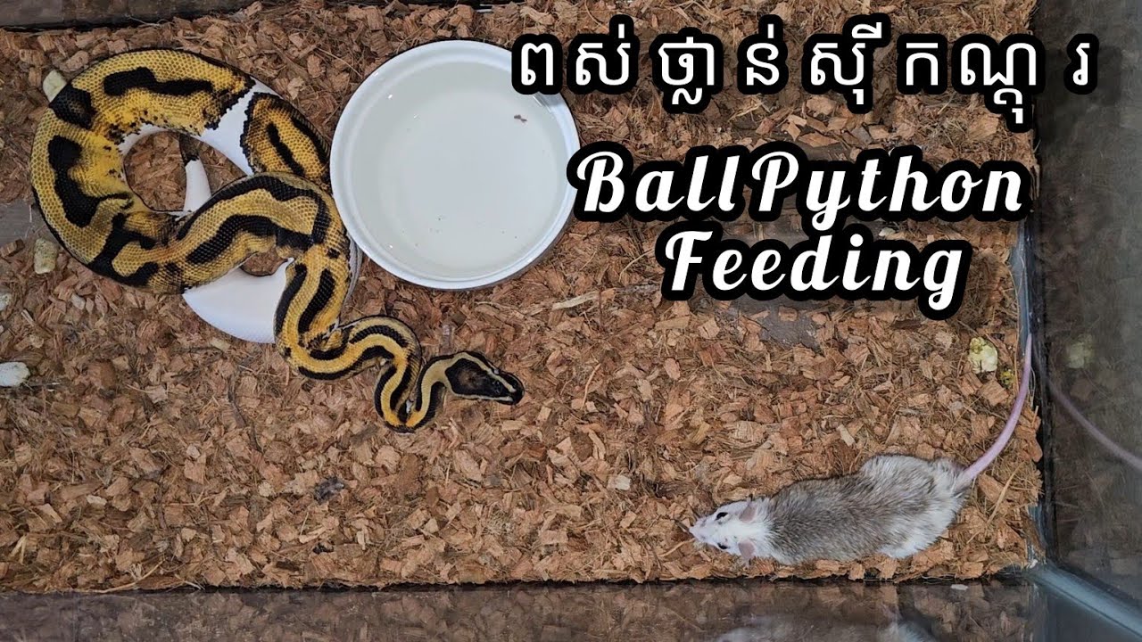 Ball python feeding | ពស់ថ្លាន់ស៊ីកណ្តុរ - YouTube