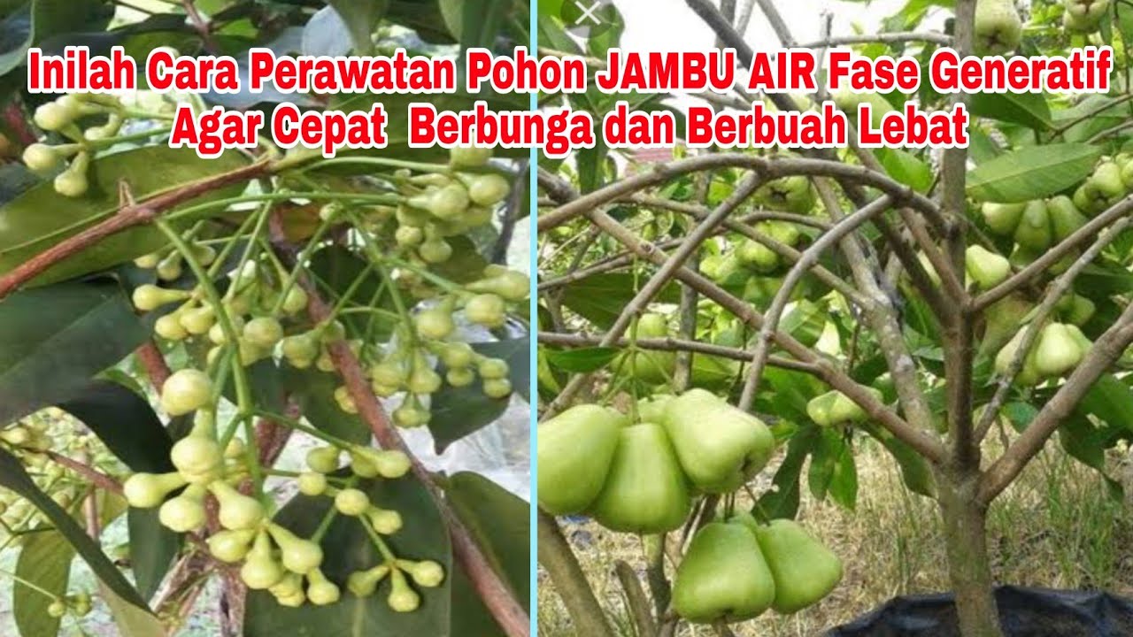 Cara Perawatan Pohon Jambu Air Pada Fase Generatif Agar Cepat ...