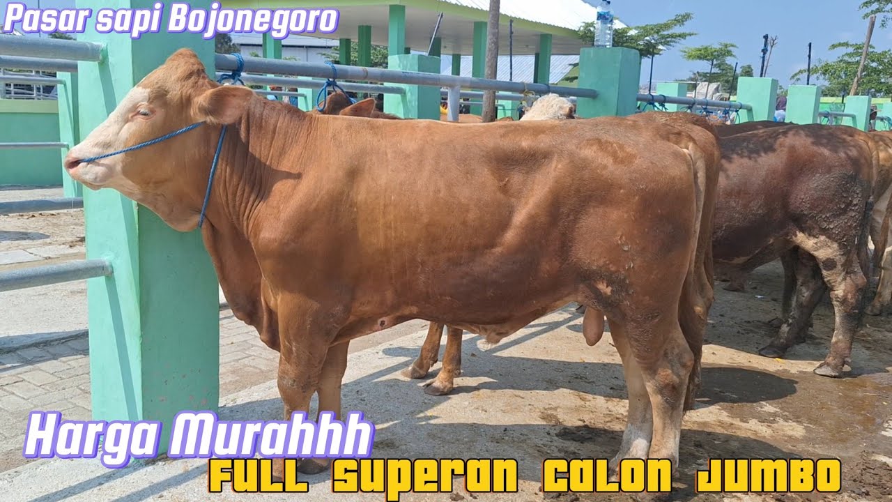 13500 ‼️ FULL SAPI BAKALAN SUPERRR ,Pasar sapi Bojonegoro - YouTube