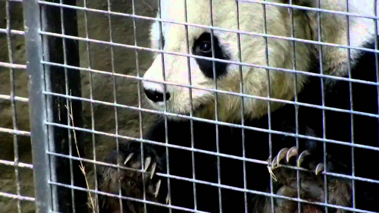 Sexually Frustrated Panda Bear - YouTube