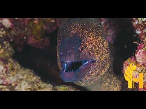Eel prices latest, global prices today - 2022/2023 - YouTube