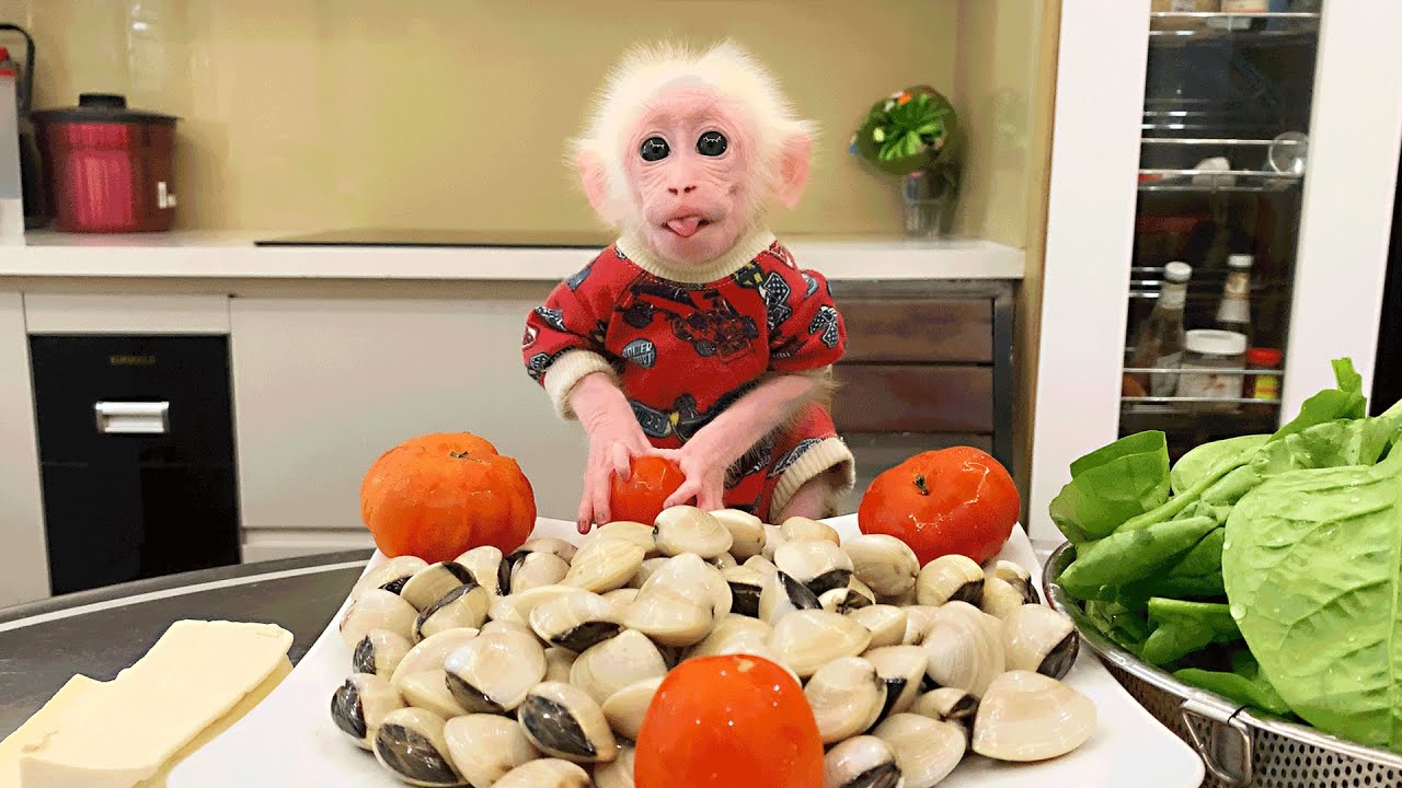 Chef Bibi monkey shows off his talent in cooking Clam Soup - YouTube