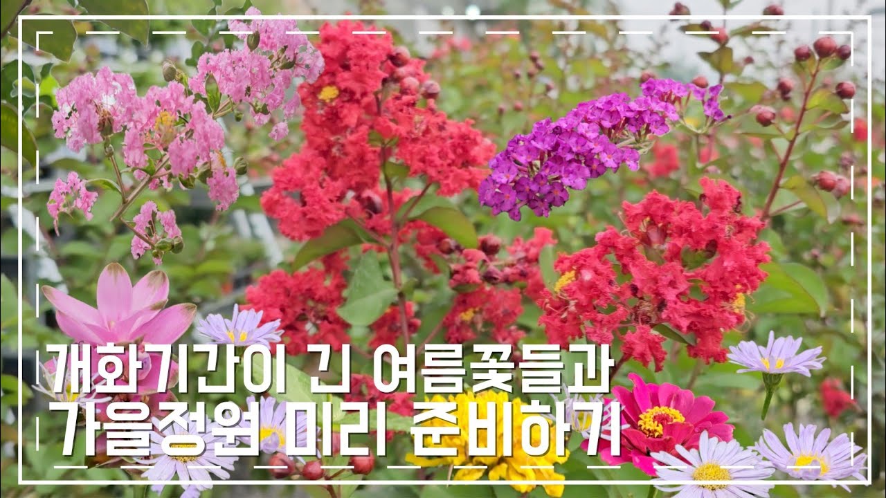 여름부터 가을까지 계속 꽃피는 가성비 좋은 다년생 야생화 가을 준비 화훼단지에 꽃 가격 알아보기 엔틱 정원 용품 구경하기