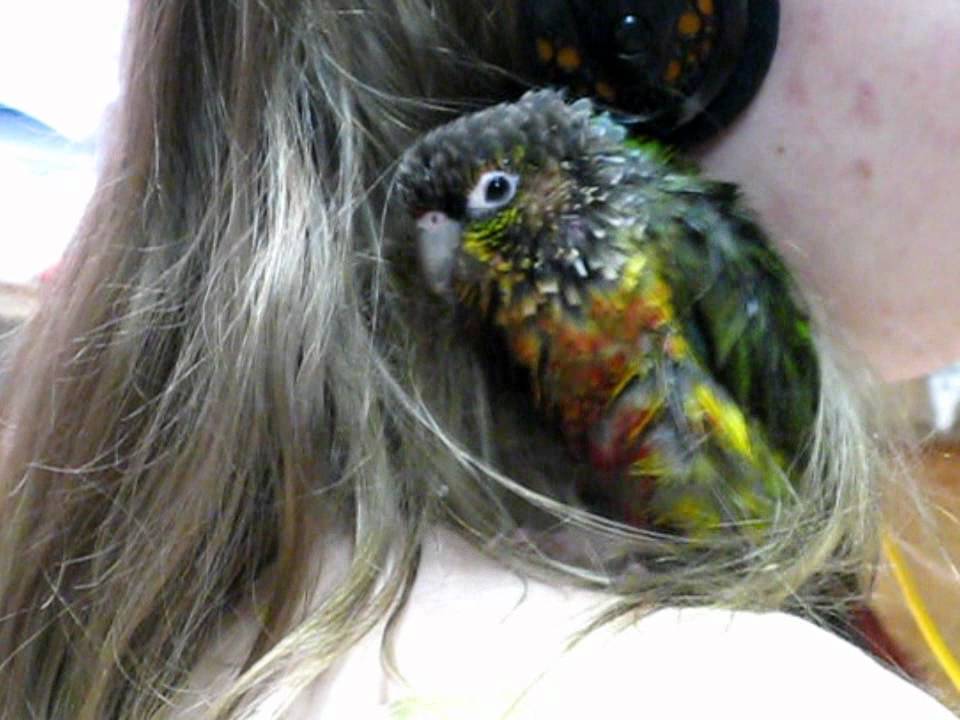 Wet Pepsi Nesting in Hair and Preening - YouTube