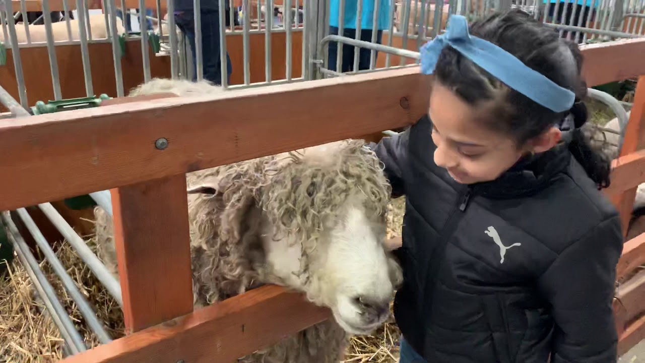 Sheep patting - YouTube