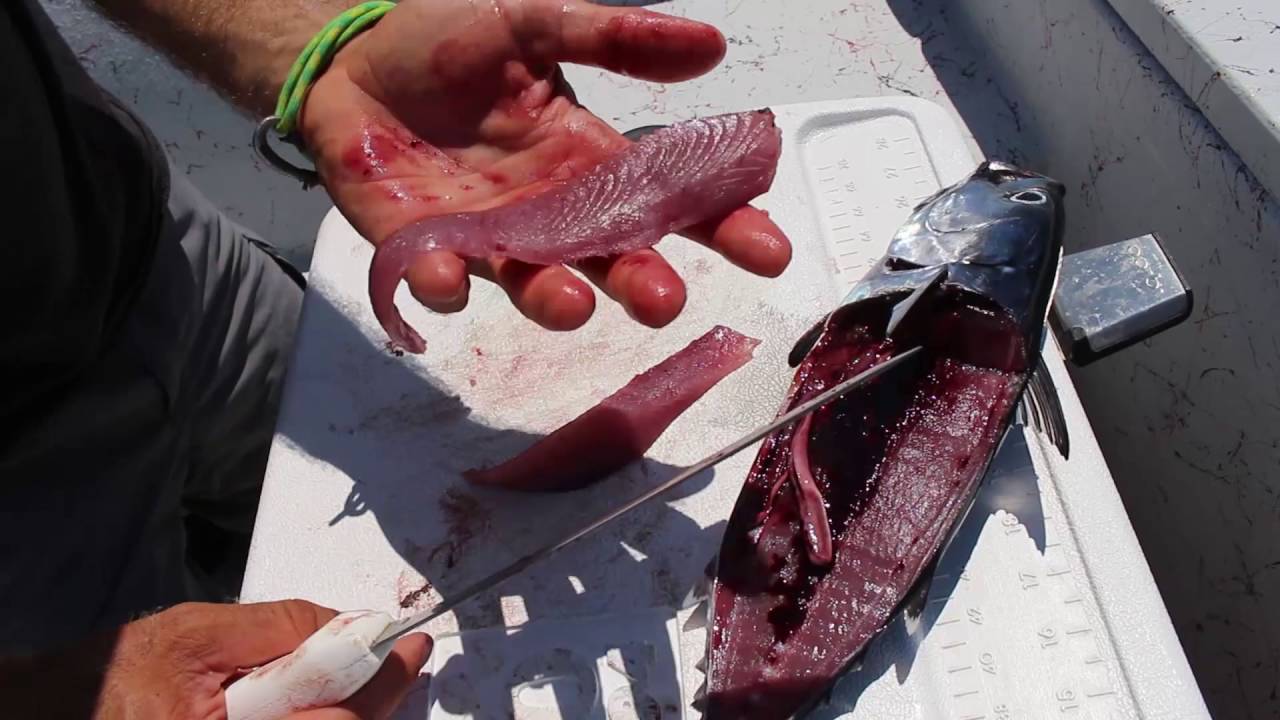 Can You Eat Bonito? Lets Give It a Try! - YouTube