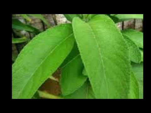 13 remedies Health Benefits of Sambong leaves - YouTube