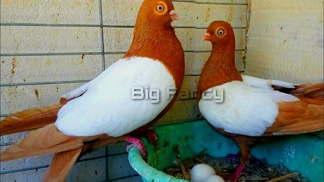 Amazing fancy pigeon breeders - YouTube