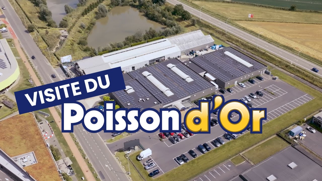 Visite du Poisson d'Or à Estaimpuis - YouTube