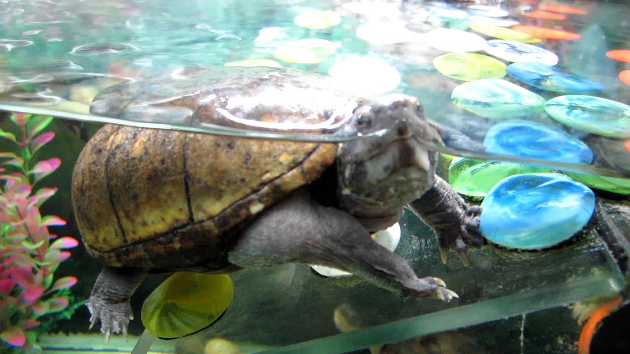 Las Tortugas De Albert Mora.Kinosternon subrubrum,Pelusios castaneus y ...