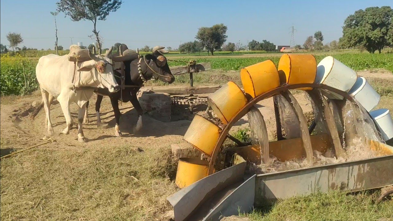 Water Lifting System With Bulls | Water Lifting With Bulls | Bulls ...