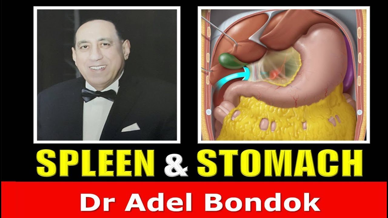 Spleen and Stomach, Dr Adel Bondok Anatomy Channel - YouTube