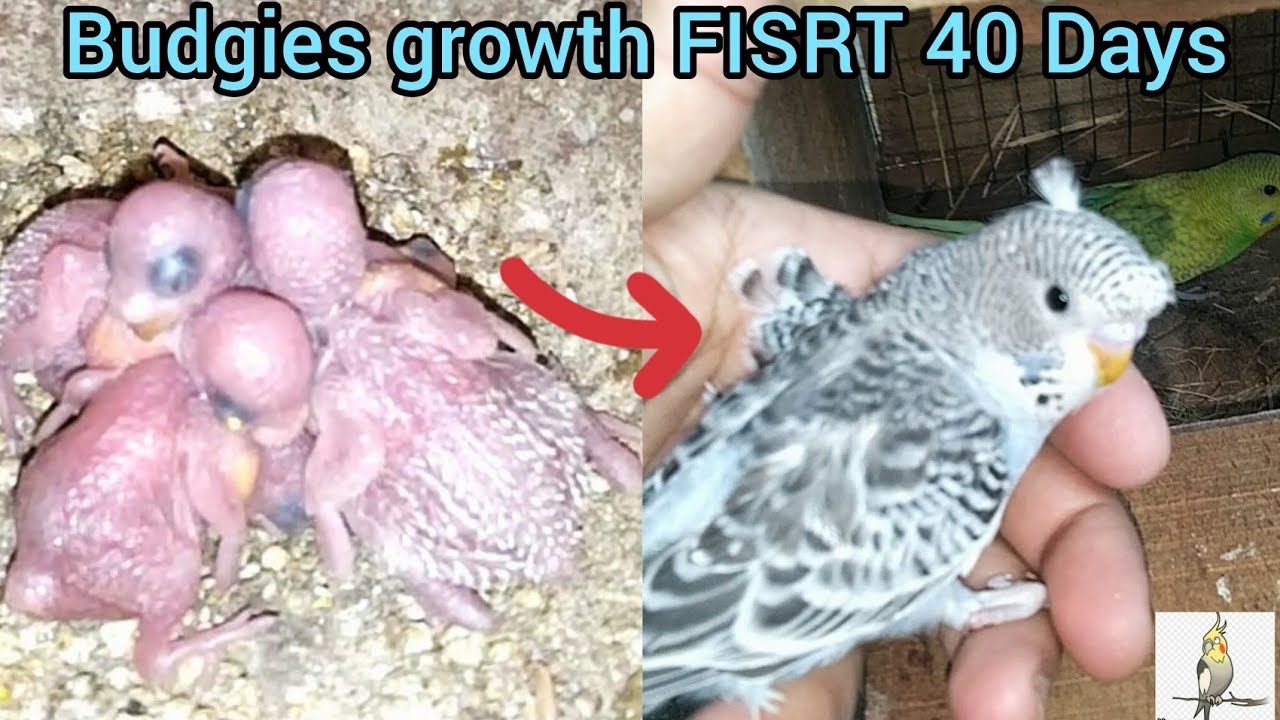 BUDGIE GROWTH STAGES / First 40 Days of Babies Timelapse /Baby budgies ...
