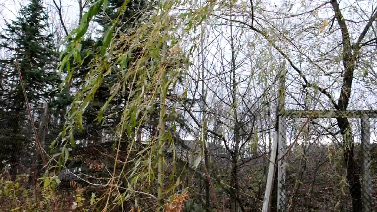 Willow waving in the wind. - YouTube