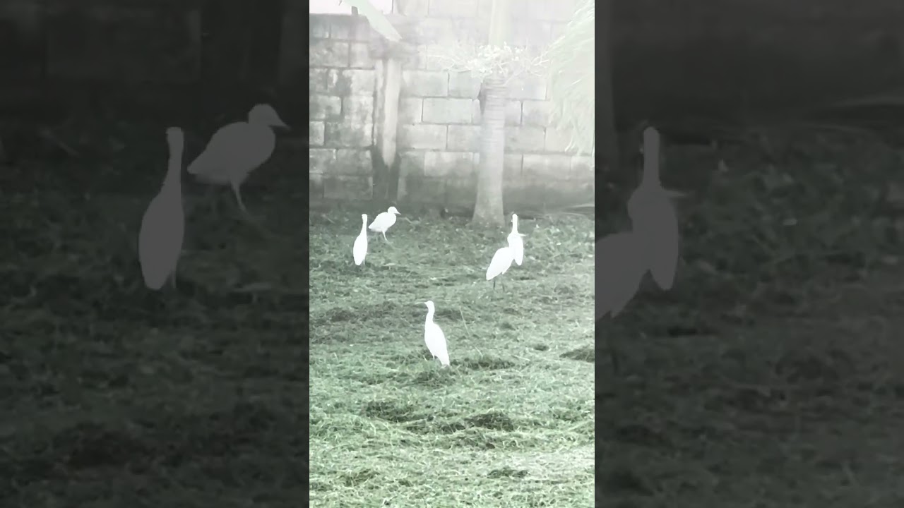 Jamaica birds Gaulin #birds #jamaica #shorts #satisfying - YouTube