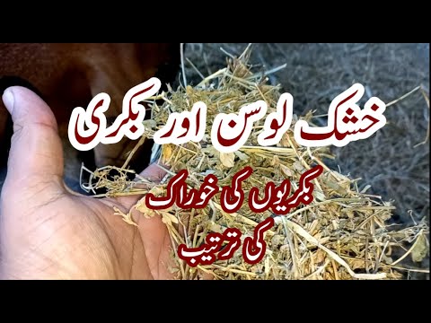 Alfalfa Hay and Goats || Goat Feed || Daily Feeding Routine of Goats ...