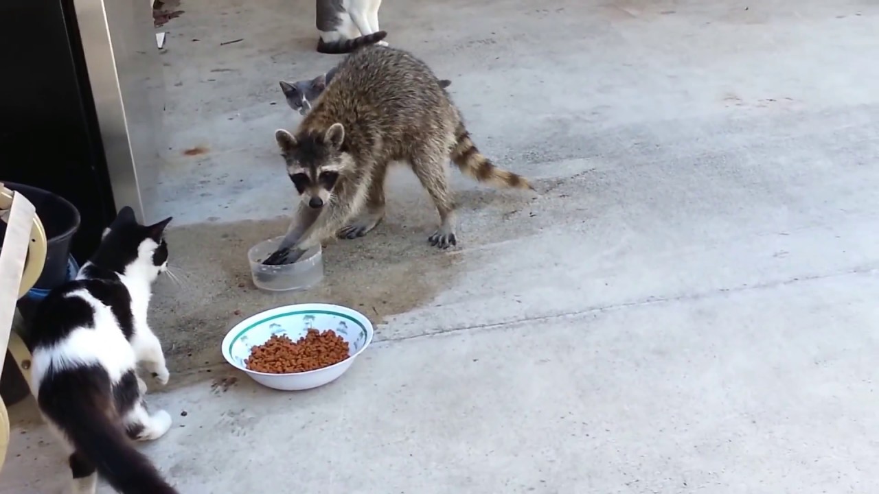 Raccoon Thief (DANK MEME) - YouTube