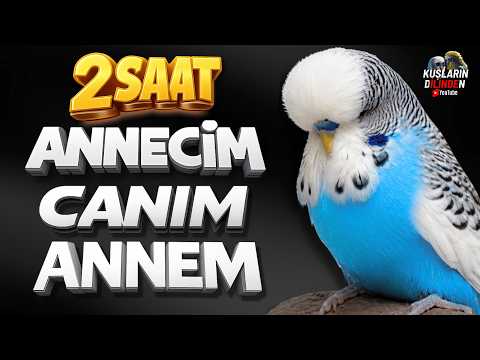 ANNEM ANNECİM ANNE CANIM | Sıfırdan Muhabbet Kuşu Konuşturma Eğitimi | 2 SAAT