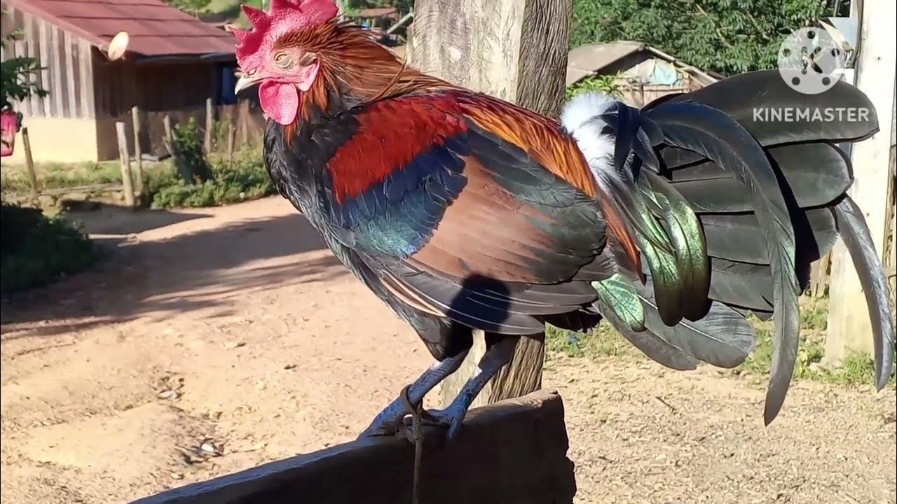 thaij kuv 3 tug lau qaib F1 rau peb tau saib lom zem xyoo 2024 - YouTube