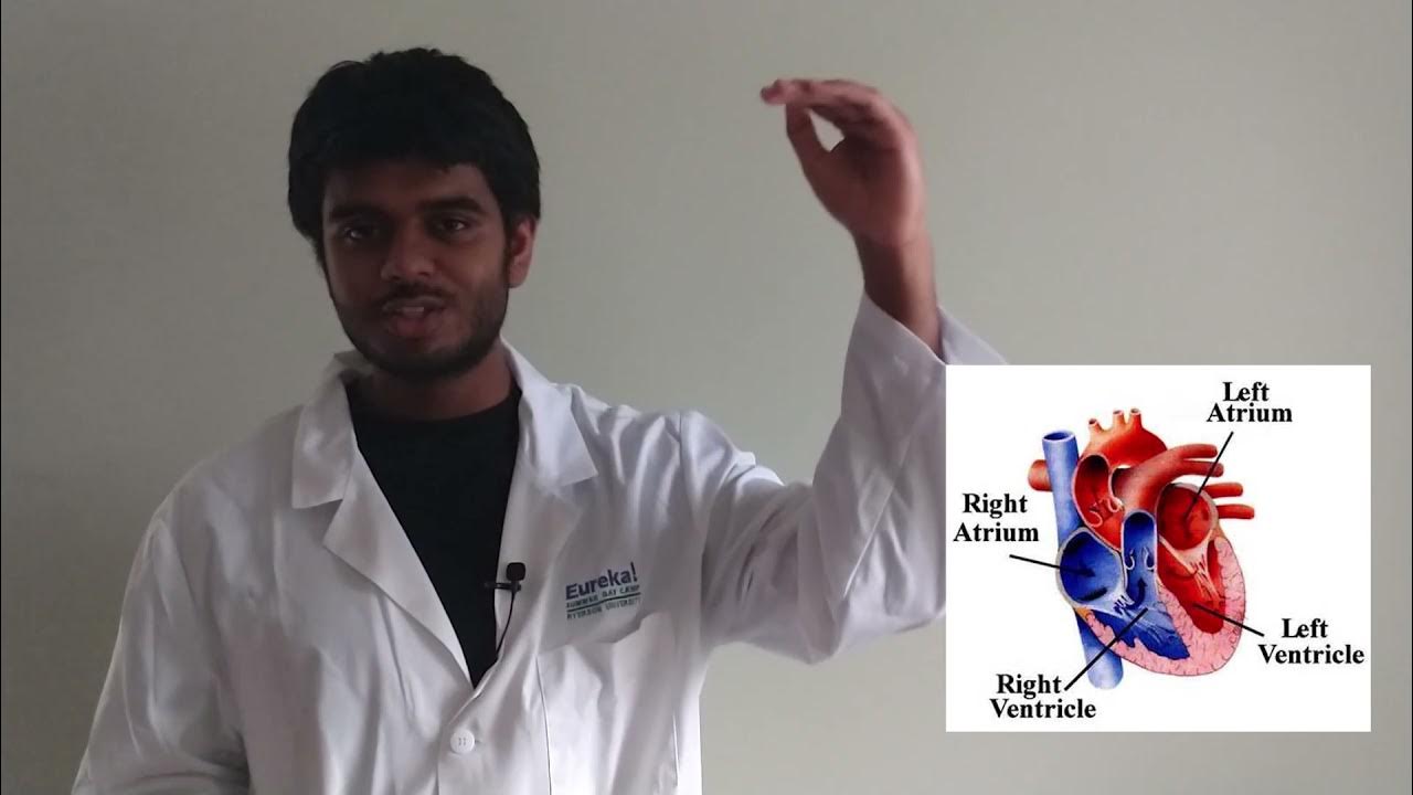 DIY Stethoscope - Biology of the Heart - YouTube