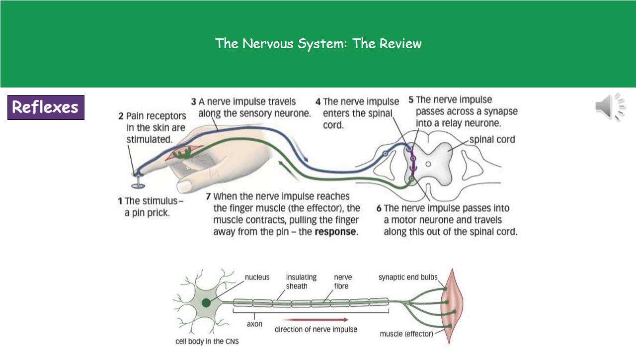 B1 7 The Nervous System Higher Tier Summary - YouTube