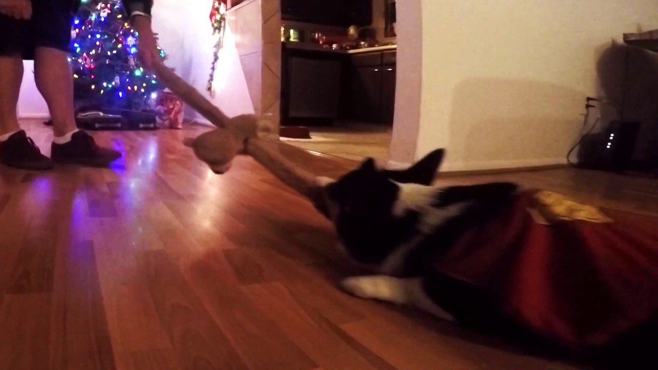 Ollie the LuvButt. Superdog in training. - YouTube