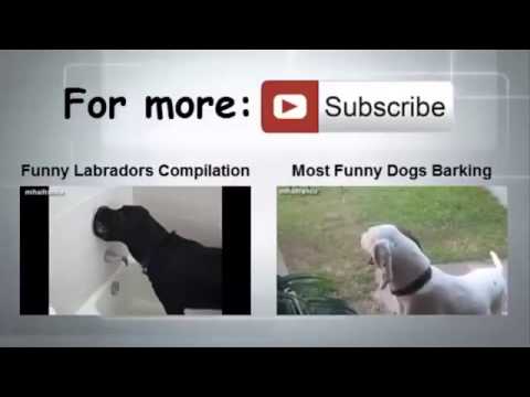 Funny Dogs Flapping Cheeks On Car Rides Compilation 2014 [NEW] - YouTube