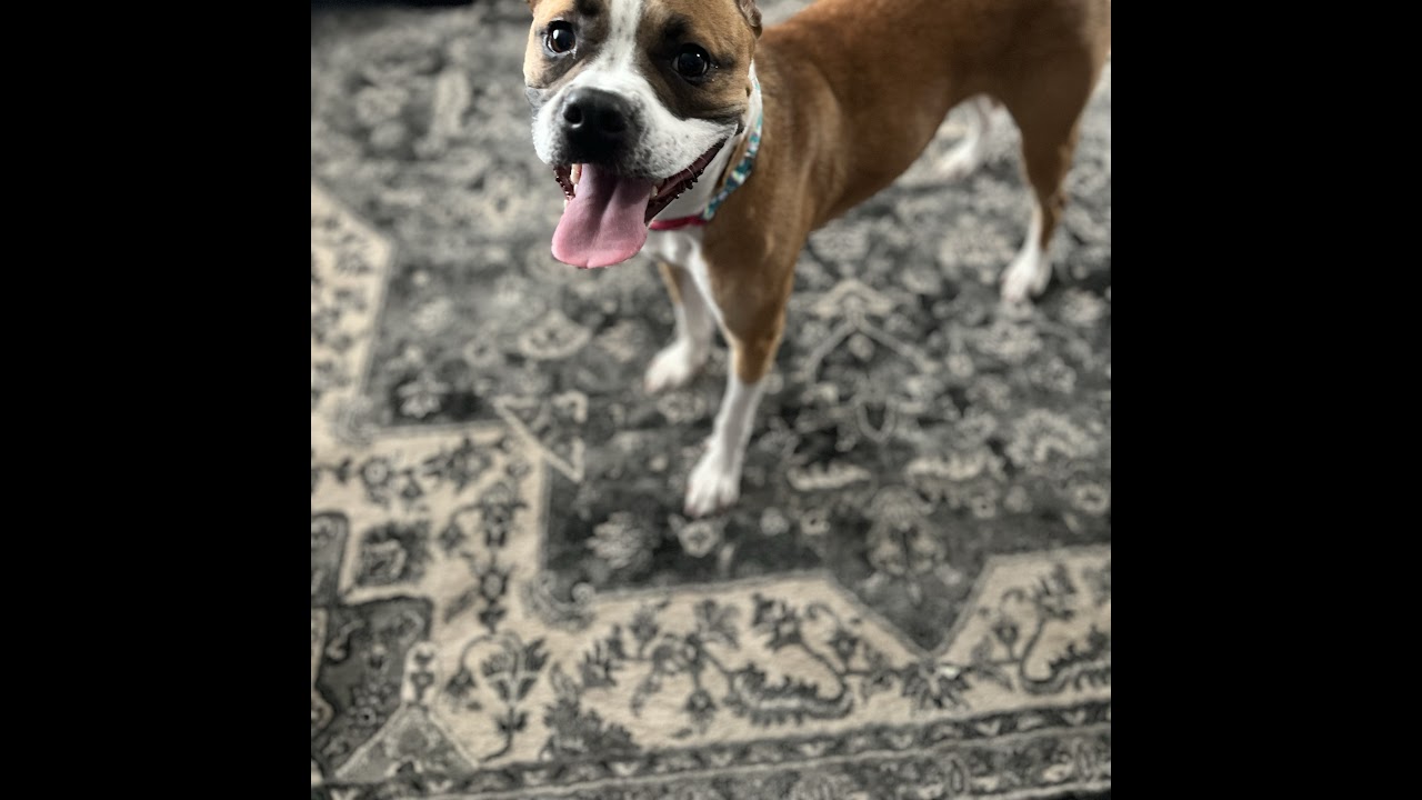 Talking to fans - YouTube