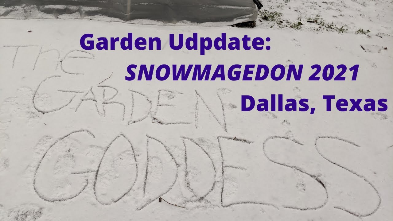 Garden Update: Snowmageddon 2021 Dallas, Texas - YouTube