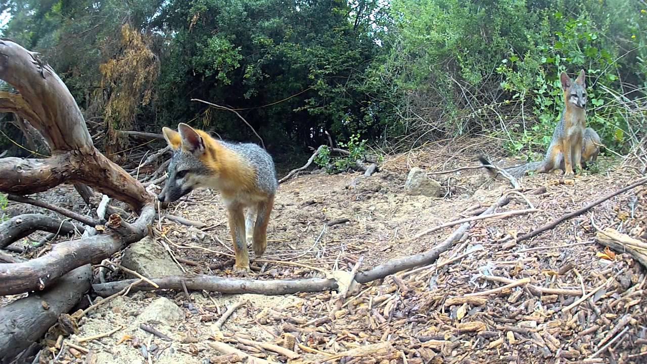Four curious Gray Fox pups investigate our new trail camera. - YouTube