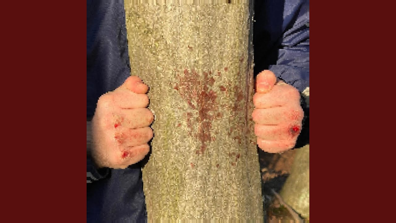 To be a tree is to sleep - YouTube