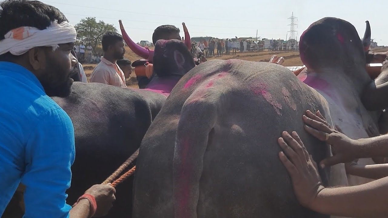 मुळशी केसरी बैलगाडी शर्यत 2023 / khillar cow - YouTube