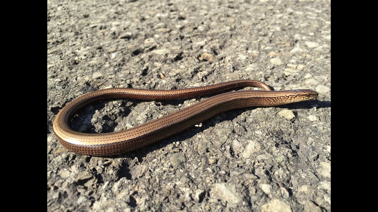 Pregnant female Slowworm found while jogging | Herping 2016 - YouTube