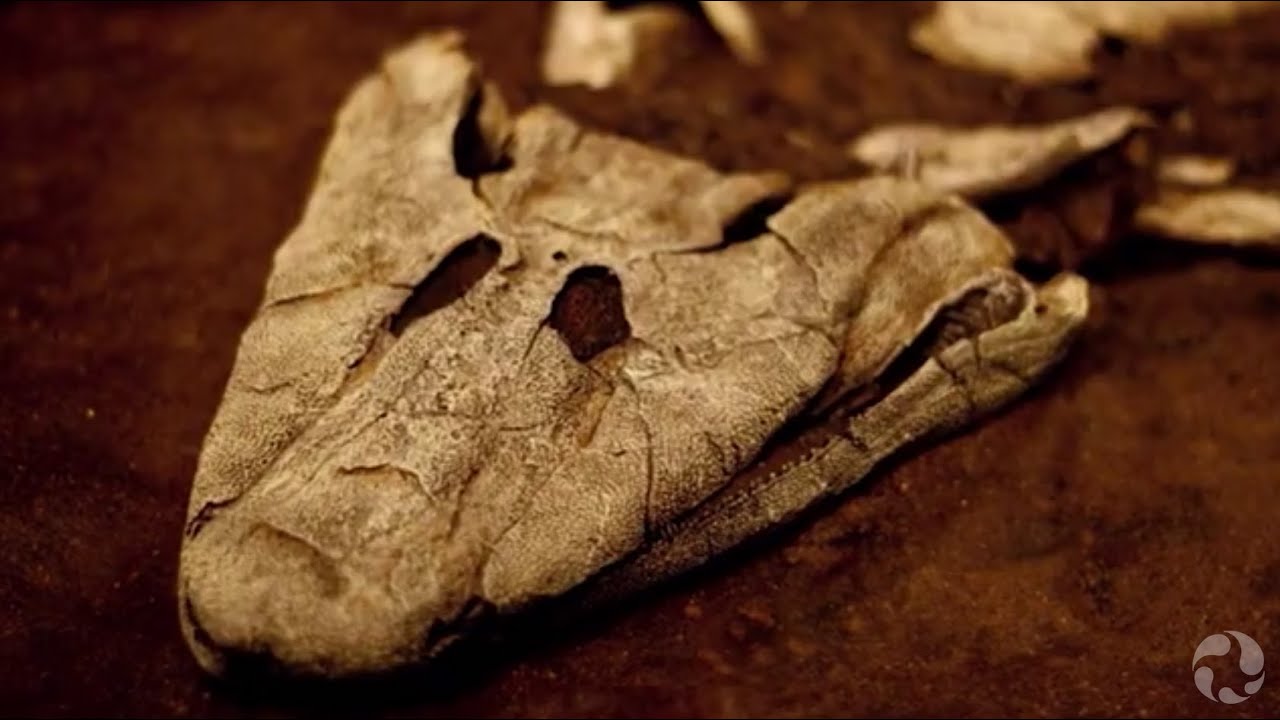 Tiktaalik Skull