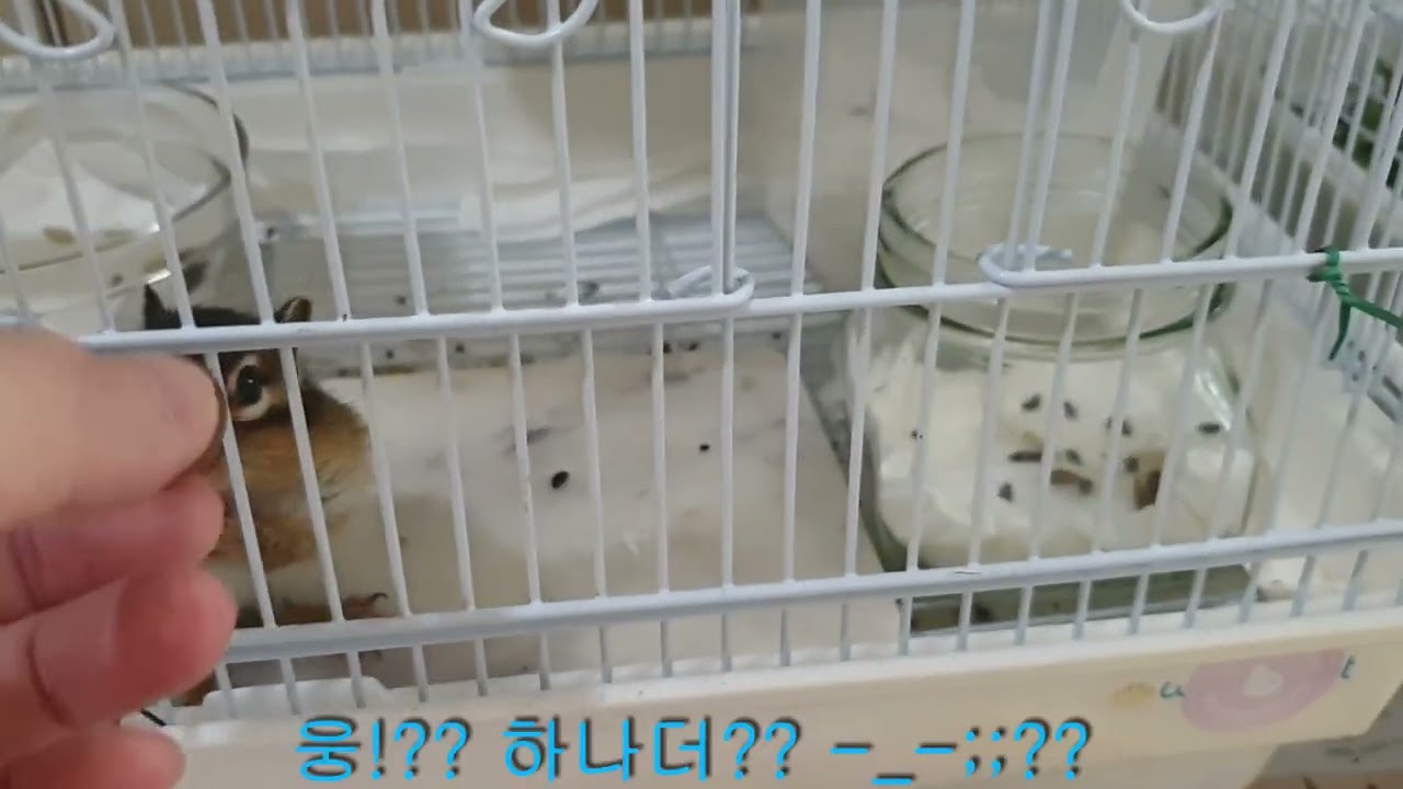 다람쥐 볼빵빵 은동쨩 Youtube