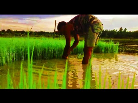 Uprooting paddy Seedling method on paddy field || ধানের চারা কিভাবে ...