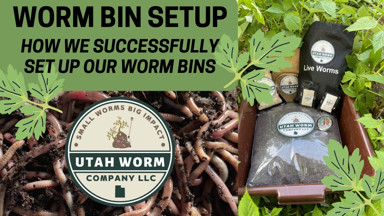 Successful Worm Bin Setup - YouTube