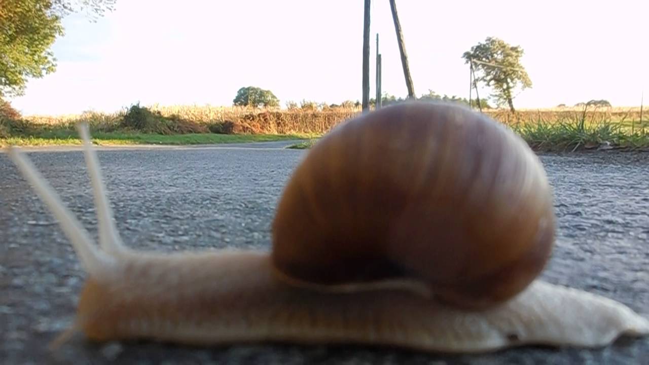 run , snail, run, before a car comes - YouTube