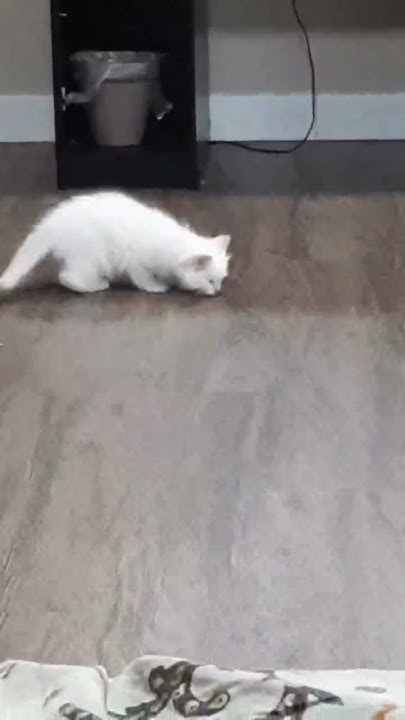 Kitten try catnip funny pets video - YouTube