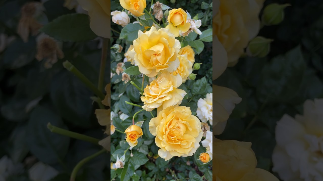Yellow Rose, Julia Child Rose #rose #yellowroses #roselove - YouTube
