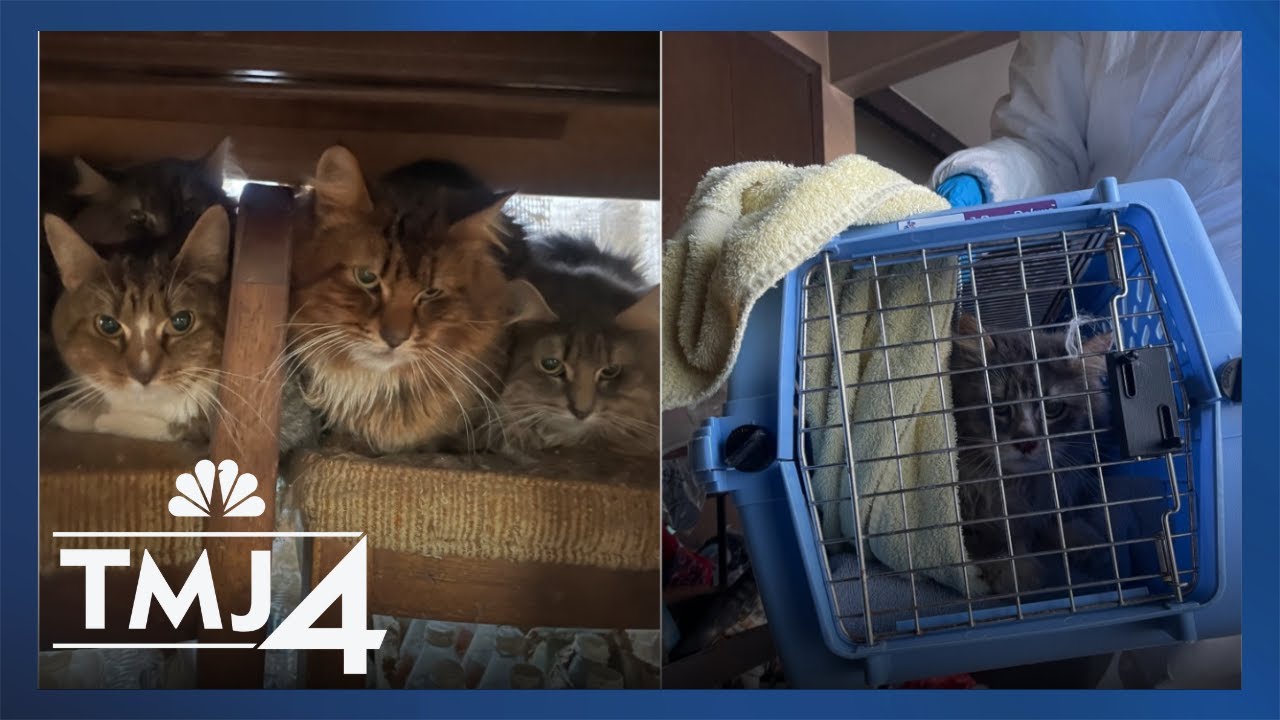 73 cats removed from ‘uninhabitable’ Wisconsin home after welfare check ...