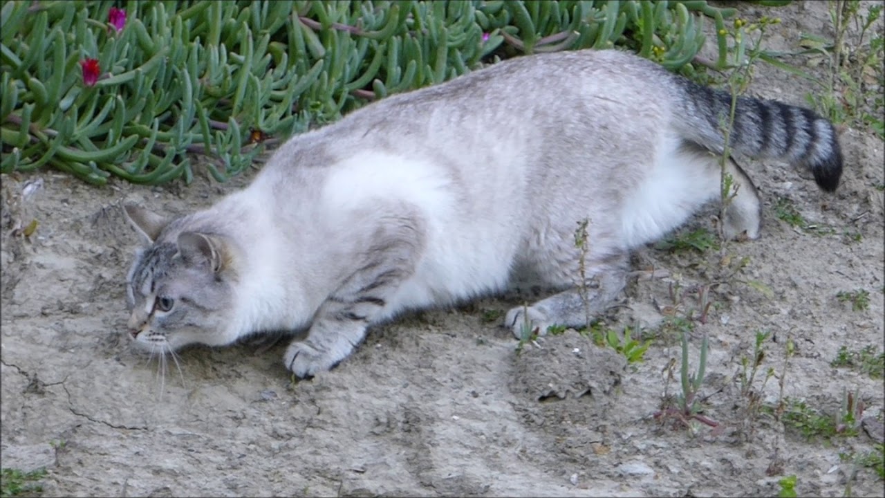 Puma gopher hunt 2019 - YouTube