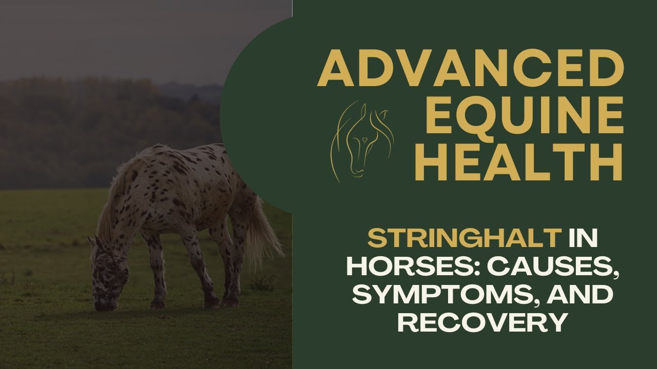 Stringhalt in Horses: Causes, Symptoms, and Recovery - YouTube