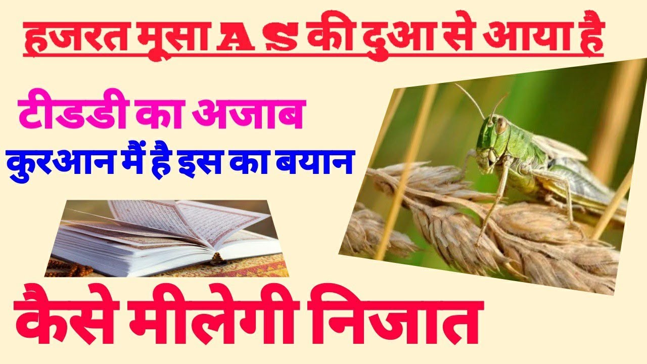 tiddi dal attack/tiddi attack in rajasthan/tiddi dal attack in punjab ...