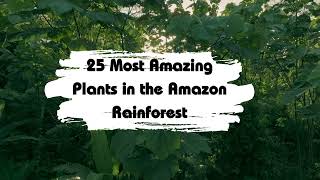 25 Most Amazing Plants in the Amazon Rainforest