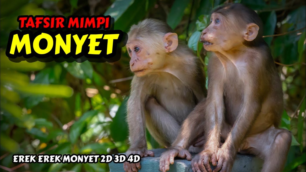 Tafsir Mimpi Monyet & Erek Erek Monyet 2D 3D 4D - YouTube