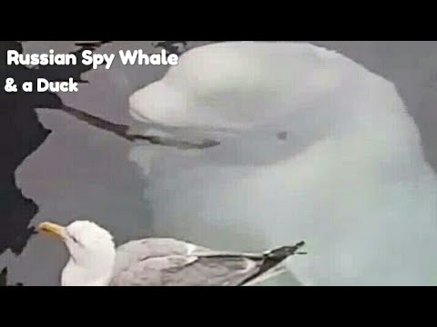 Famous Russian "Spy Whale" Hvaldimir made a new friend Duck in Norway ...